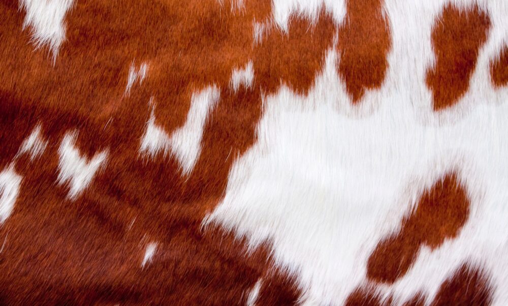 Goatskin Hides: The Unique Advantages over Cowhide Leather - Pieces of ...