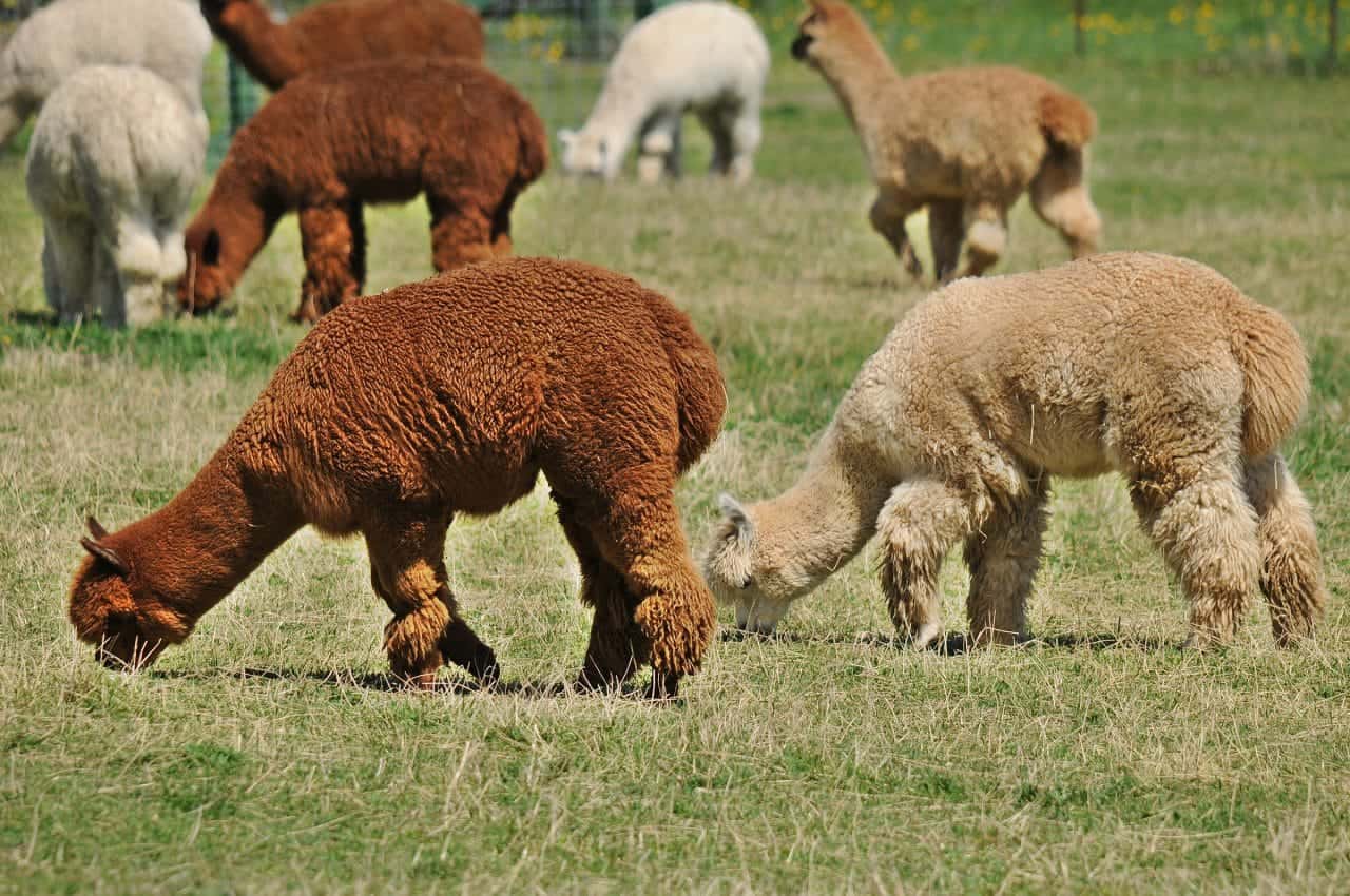 Discovering the Fascinating World of Alpacas and Llamas - Pieces of ...
